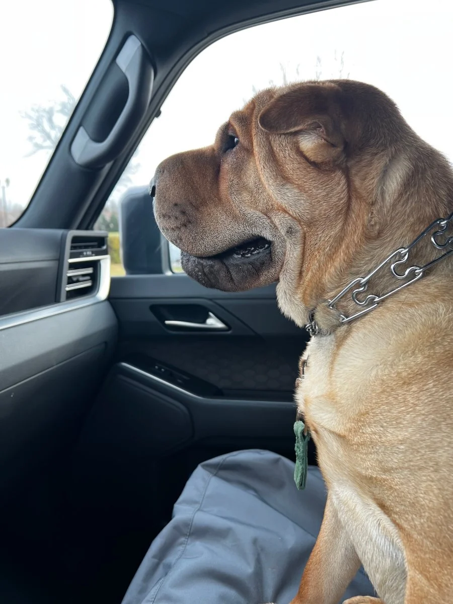 Traveling with Dogs | 2024 Lexus GX 550 Forum